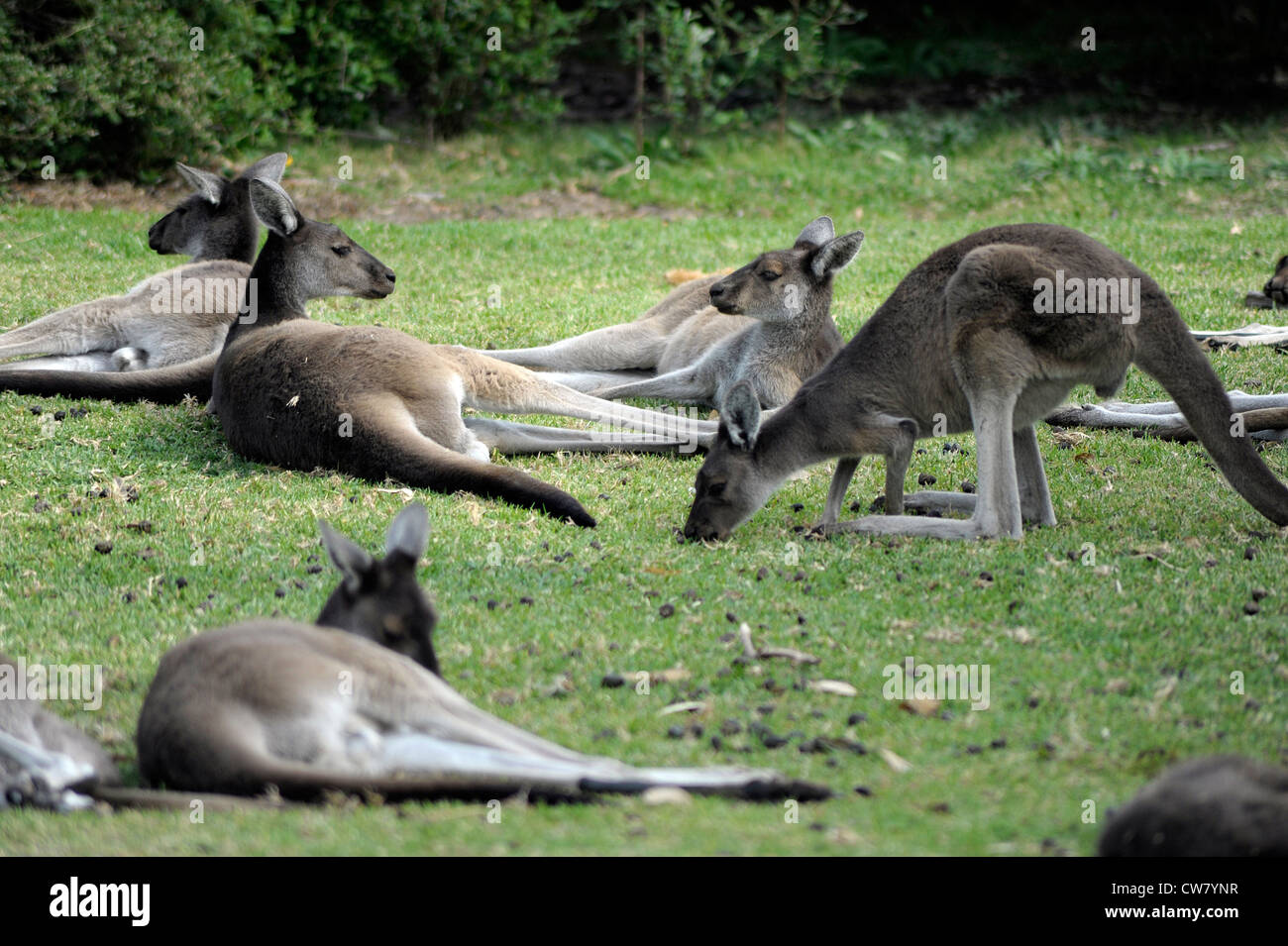 Kangaroo in Yanchep National Park, Perth, Western Australia Stock Photo ...
