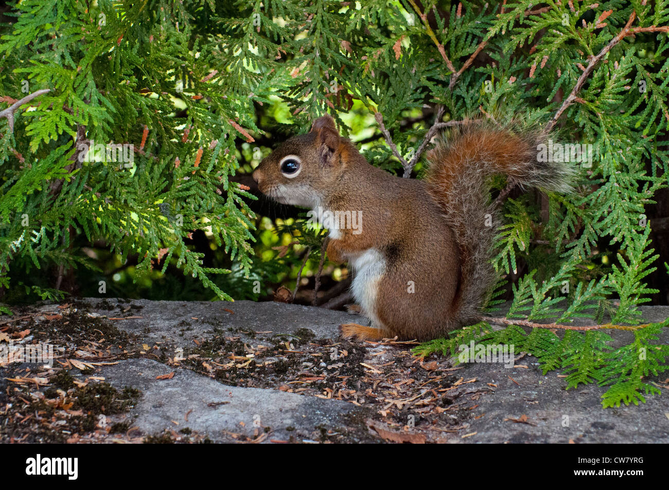 A Red Squirrel standing Stock Photo - Alamy
