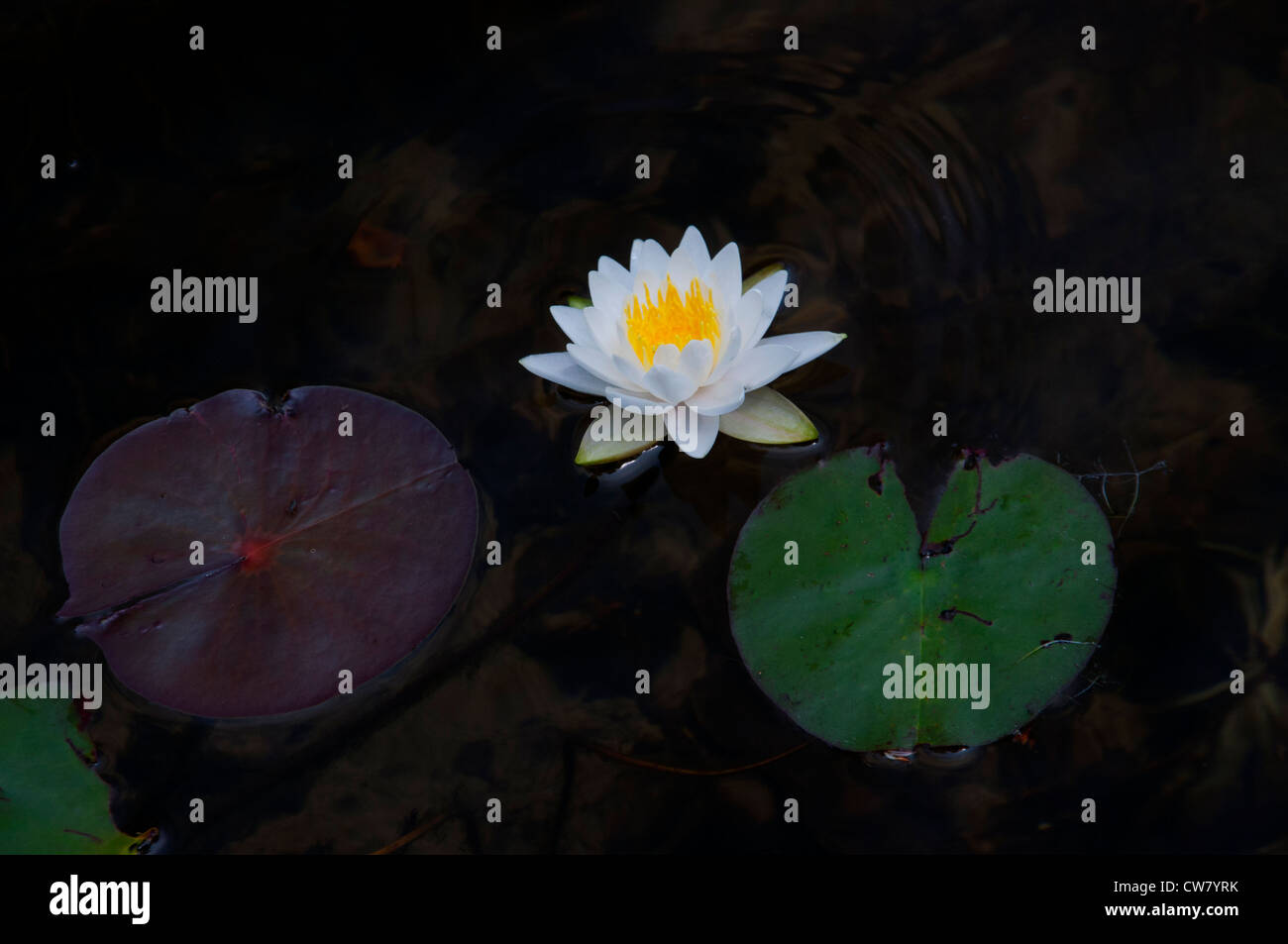 Canada lily hi-res stock photography and images - Alamy