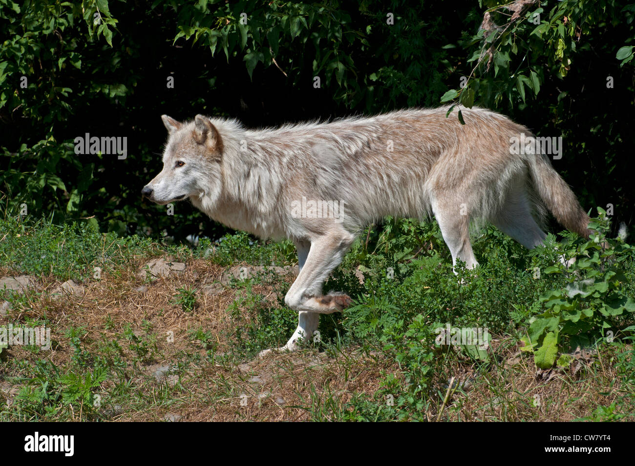 A Timber Wolf walking Stock Photo - Alamy