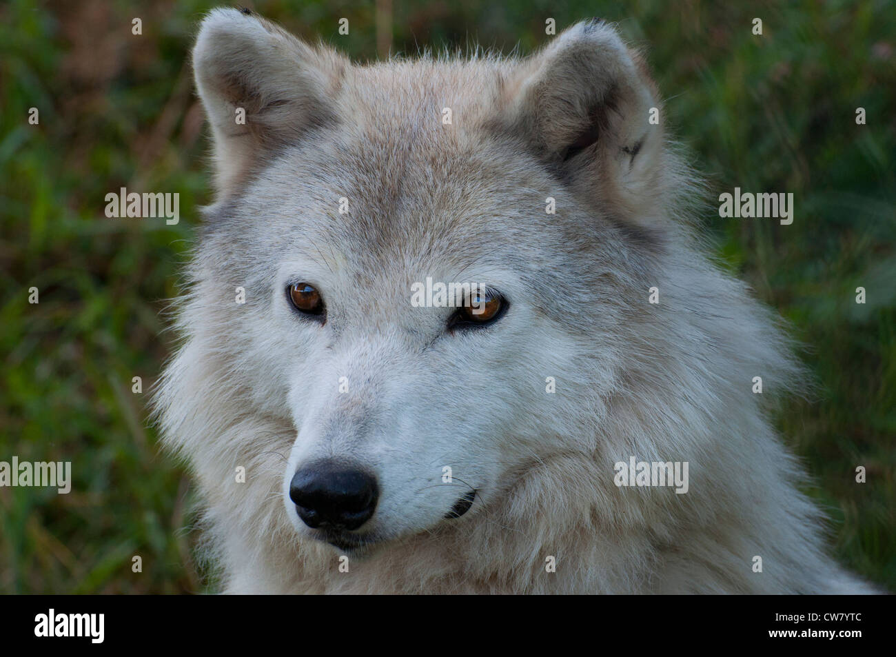 Close-up of a Timber Wolf Stock Photo - Alamy
