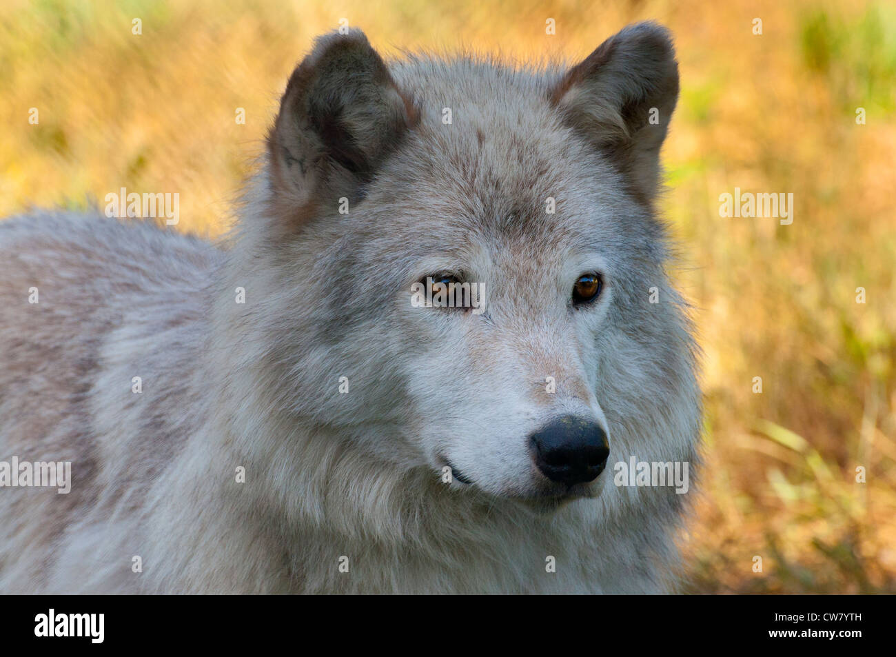 Close-up of a Timber Wolf Stock Photo - Alamy