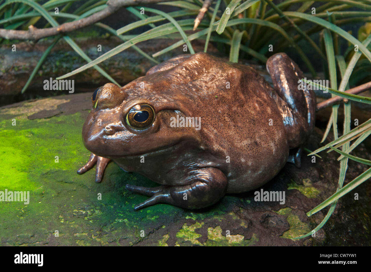 An American Bullfrog Stock Photo - Alamy