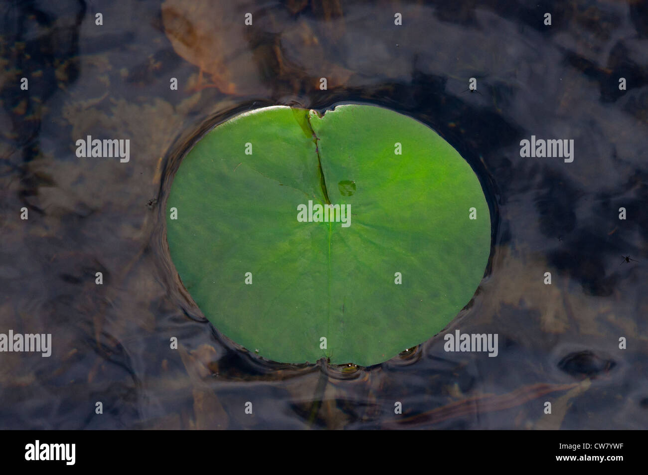 A Water Lily Pad Stock Photo - Alamy