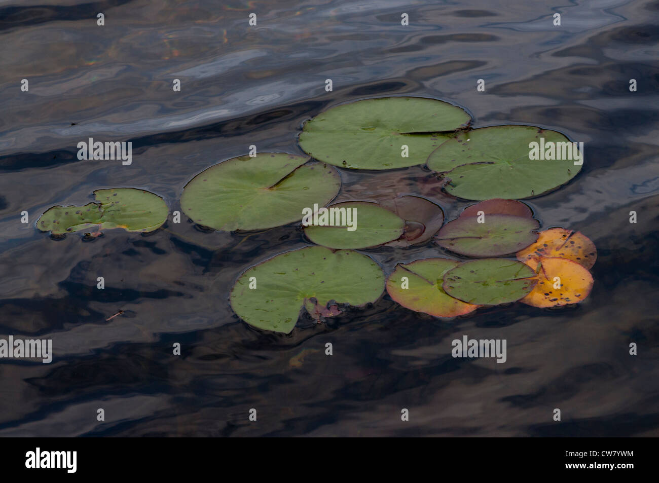 Water Lily Pads Stock Photo - Alamy