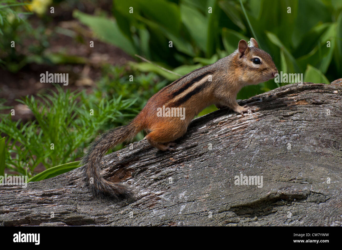 An Eastern Chipmunk Stock Photo - Alamy