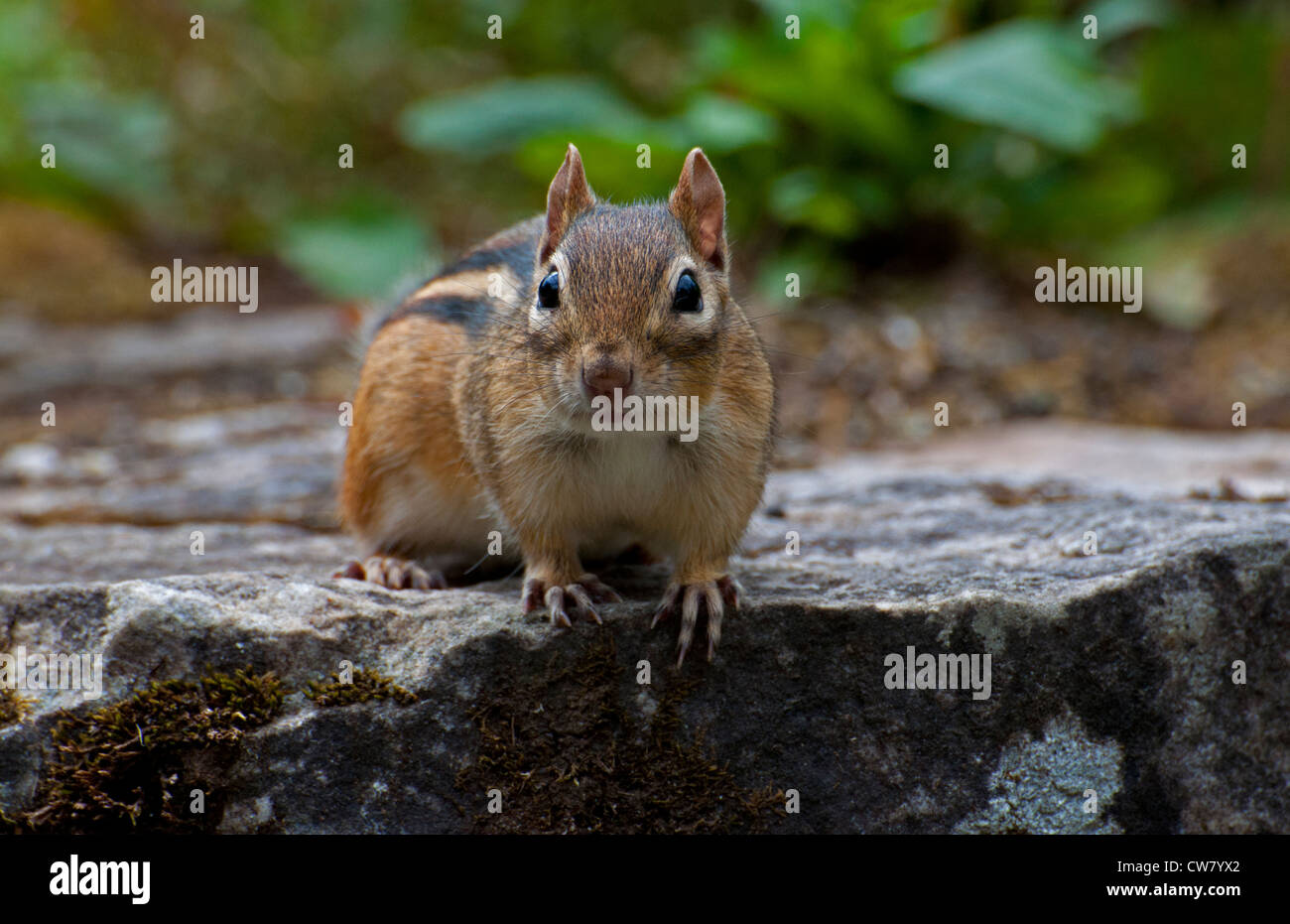An Eastern Chipmunk Stock Photo - Alamy