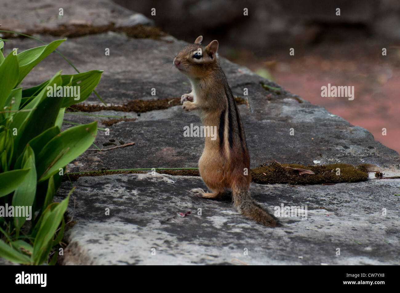 An Eastern Chipmunk Stock Photo - Alamy