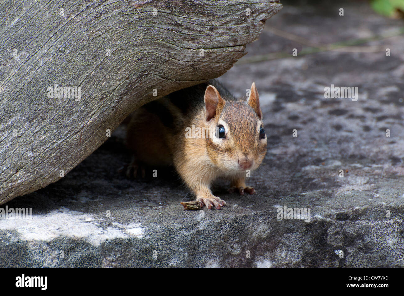 An Eastern Chipmunk Stock Photo - Alamy