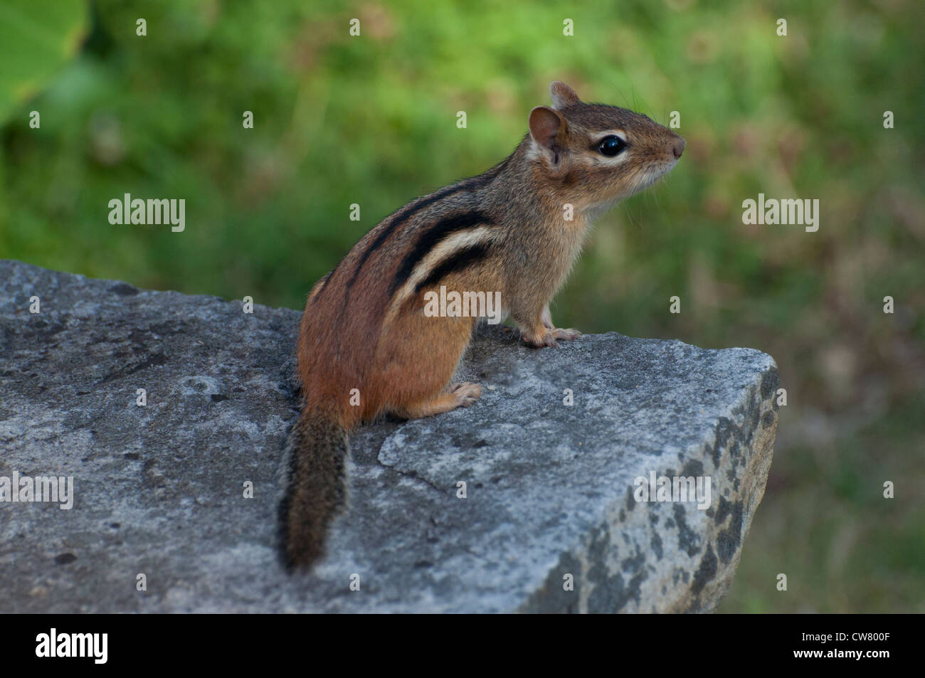 An Eastern Chipmunk Stock Photo - Alamy