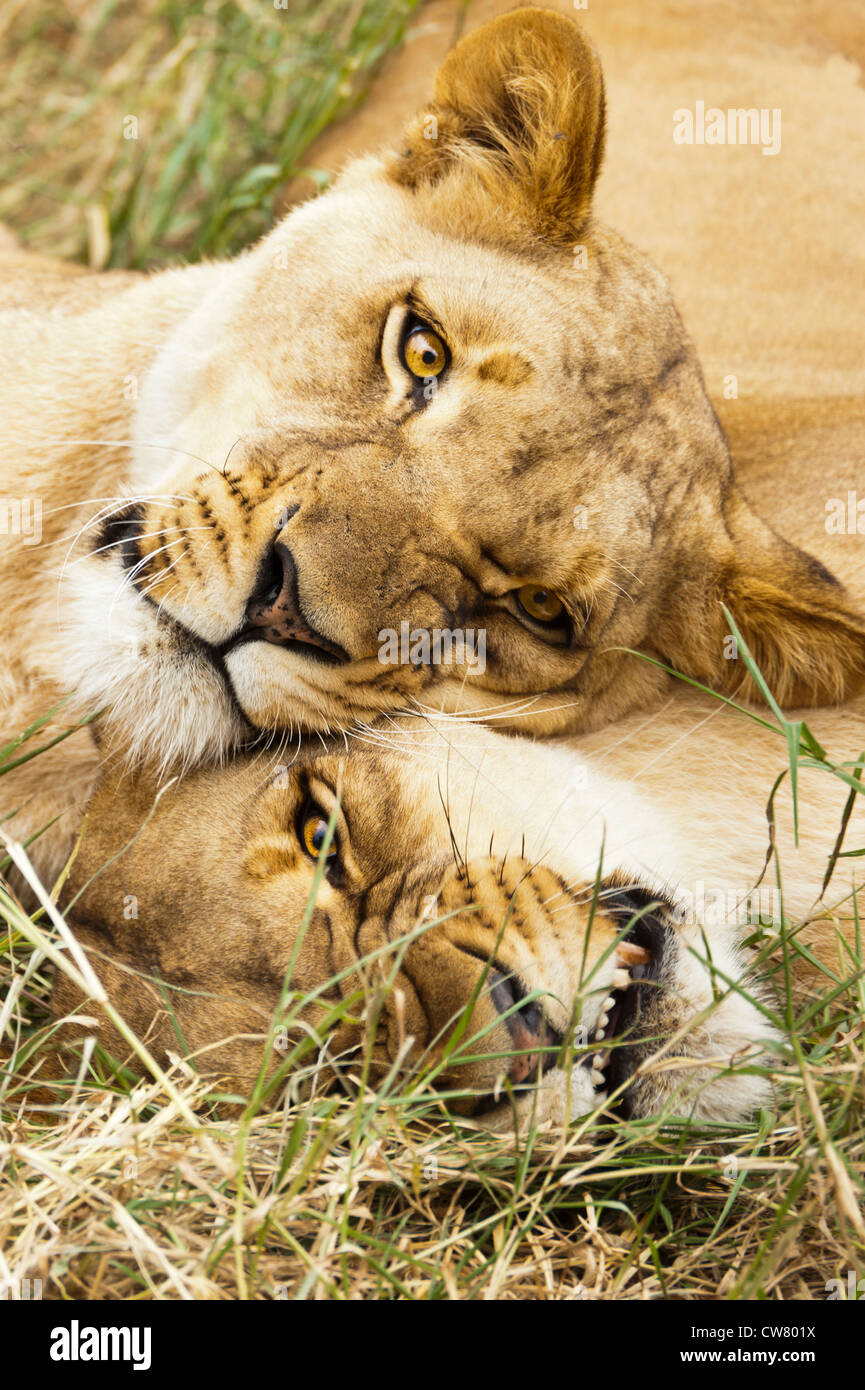 Muzzle teeth hi-res stock photography and images - Alamy