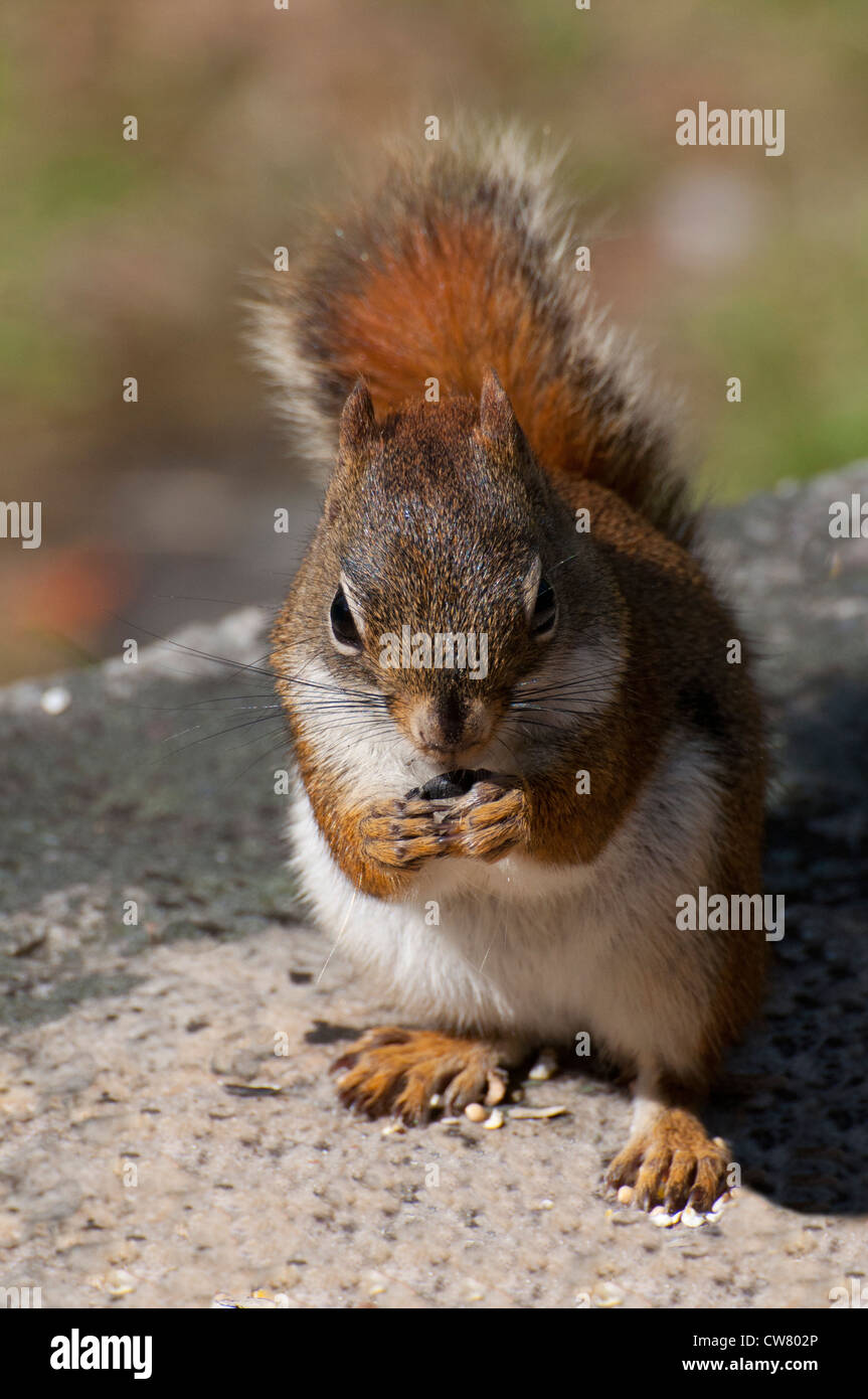 American red squirrel close up hi-res stock photography and images - Alamy