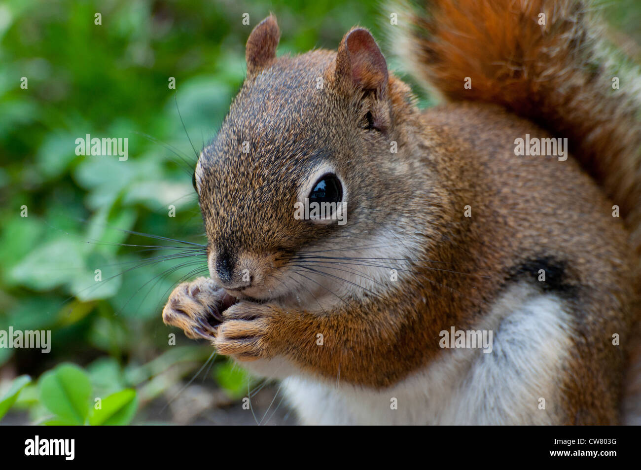 American red squirrel close up hi-res stock photography and images - Alamy