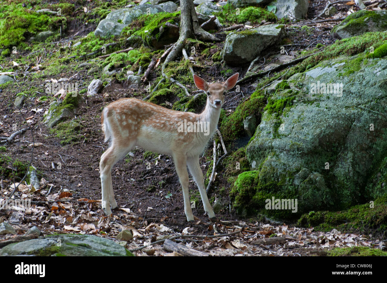 Deer parc omega quebec canada hi-res stock photography and images - Alamy