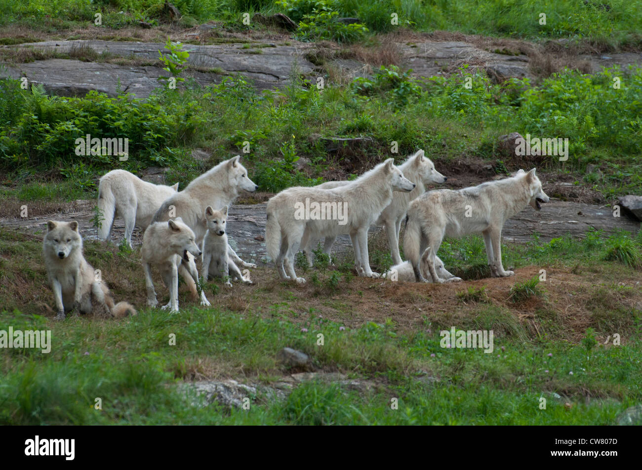 Arctic wolves cubs hi-res stock photography and images - Alamy