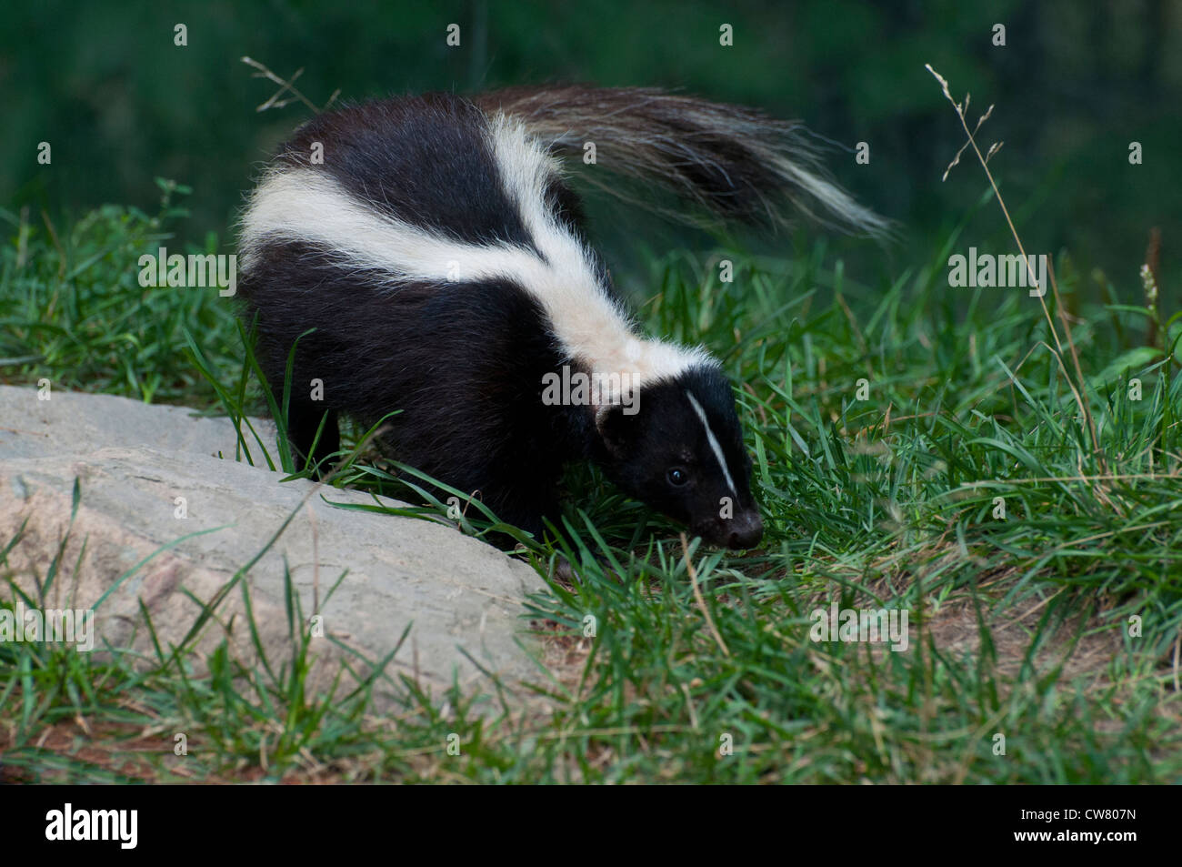 Striped skunk hi-res stock photography and images - Alamy