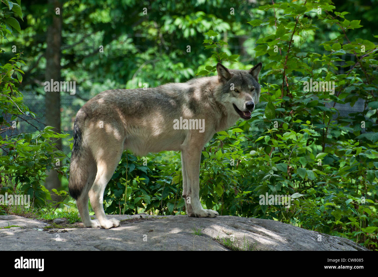 A Timber Wolf Stock Photo - Alamy