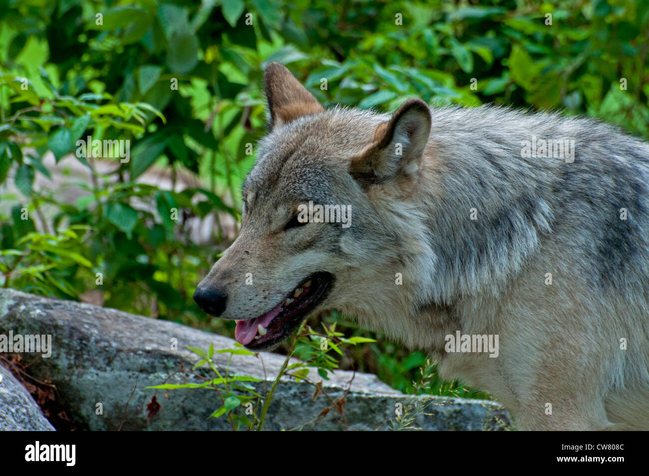 A Timber Wolf Stock Photo - Alamy