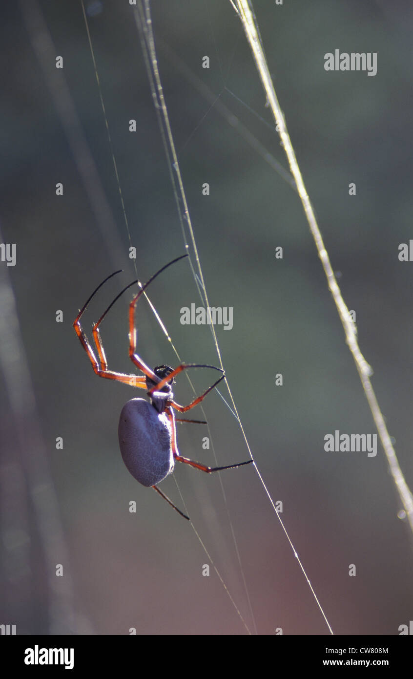 Australia, native spiders, Golden Orb-weaver, taken in the central ...