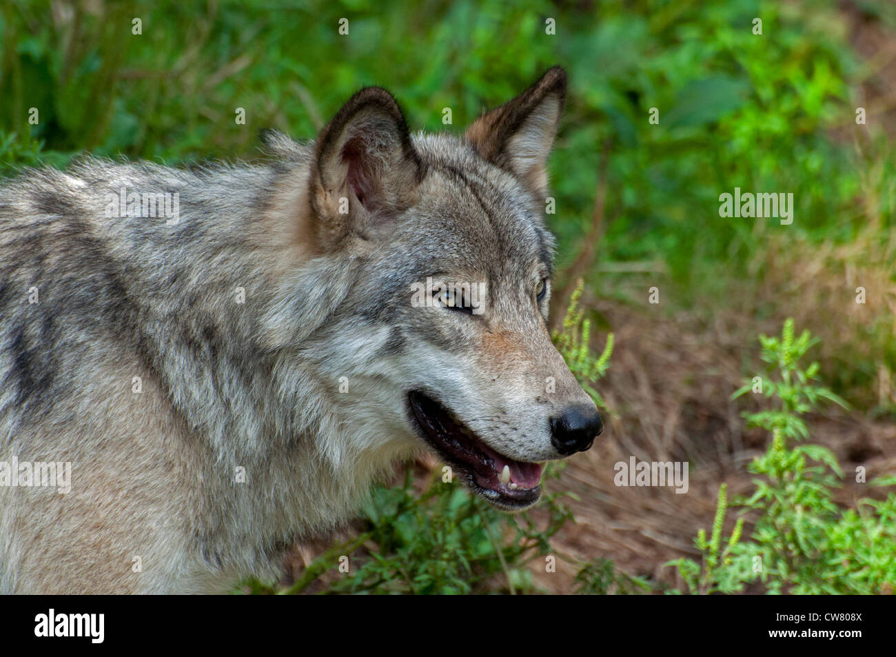 A Timber Wolf Stock Photo - Alamy