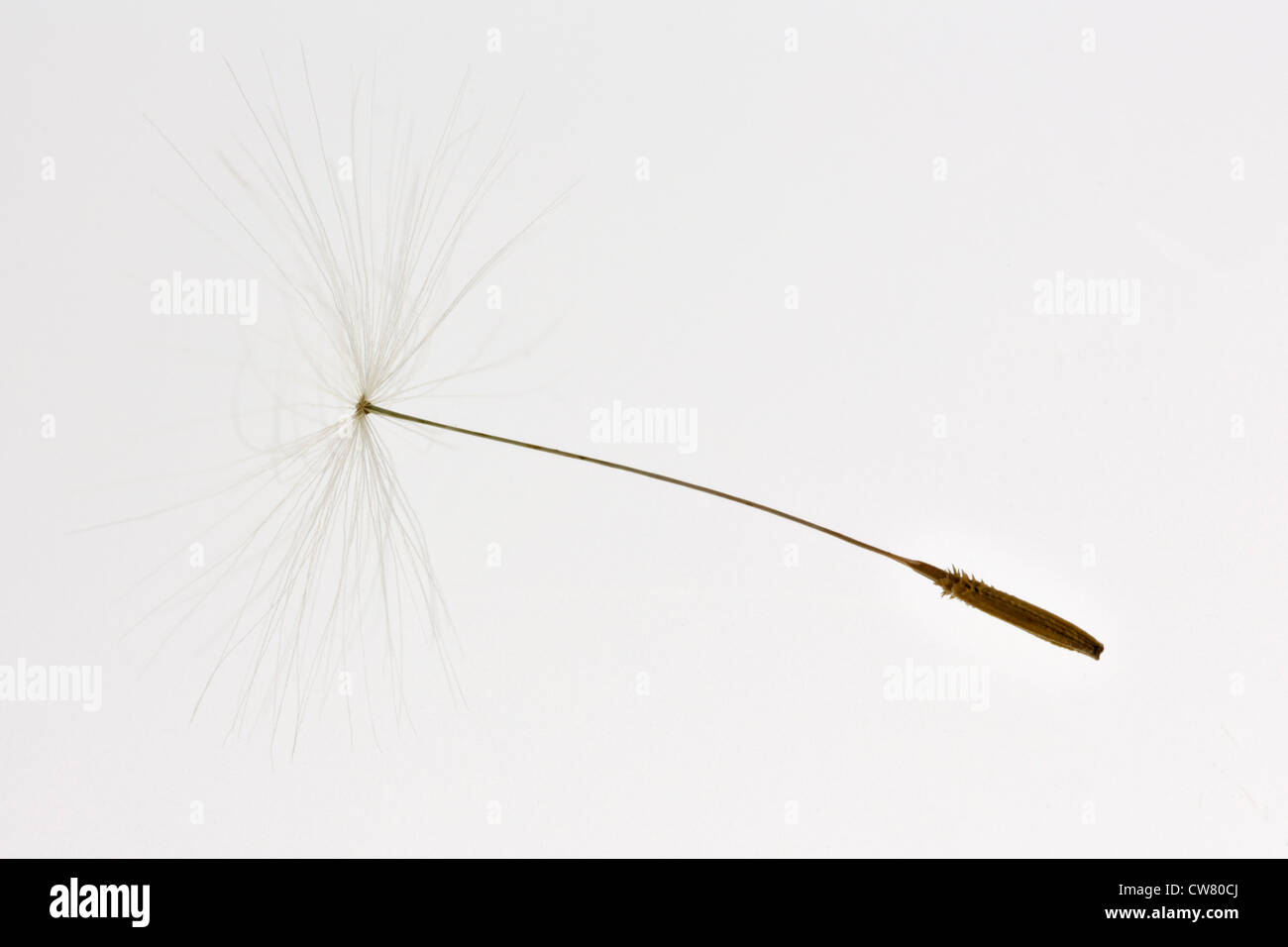 Single dandelion seed Stock Photo - Alamy