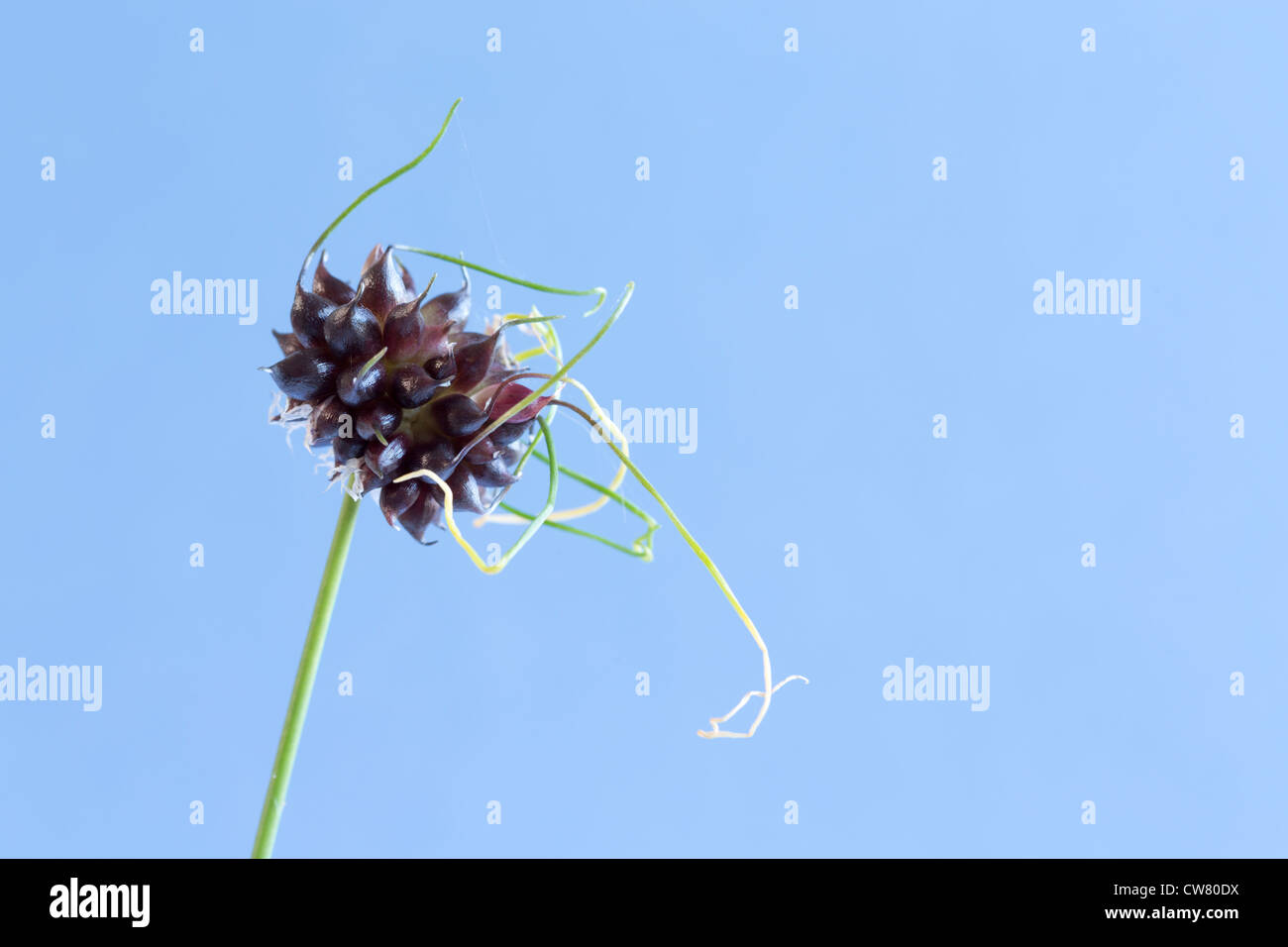Wild garlic edible aerial bulbs Stock Photo - Alamy