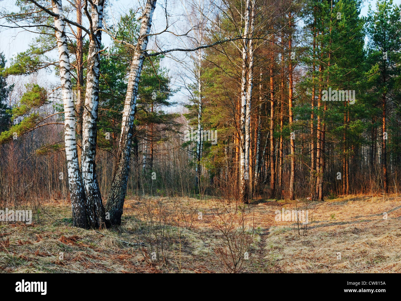 Three birches on a spring glade of the pine wood Stock Photo - Alamy