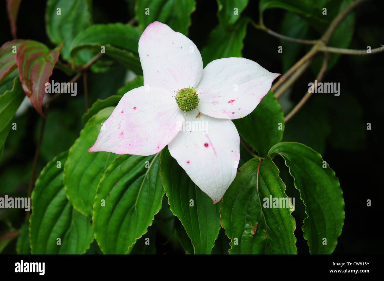 Flower and bracts of Cornus kousa Japanese Dogwood Stock Photo - Alamy