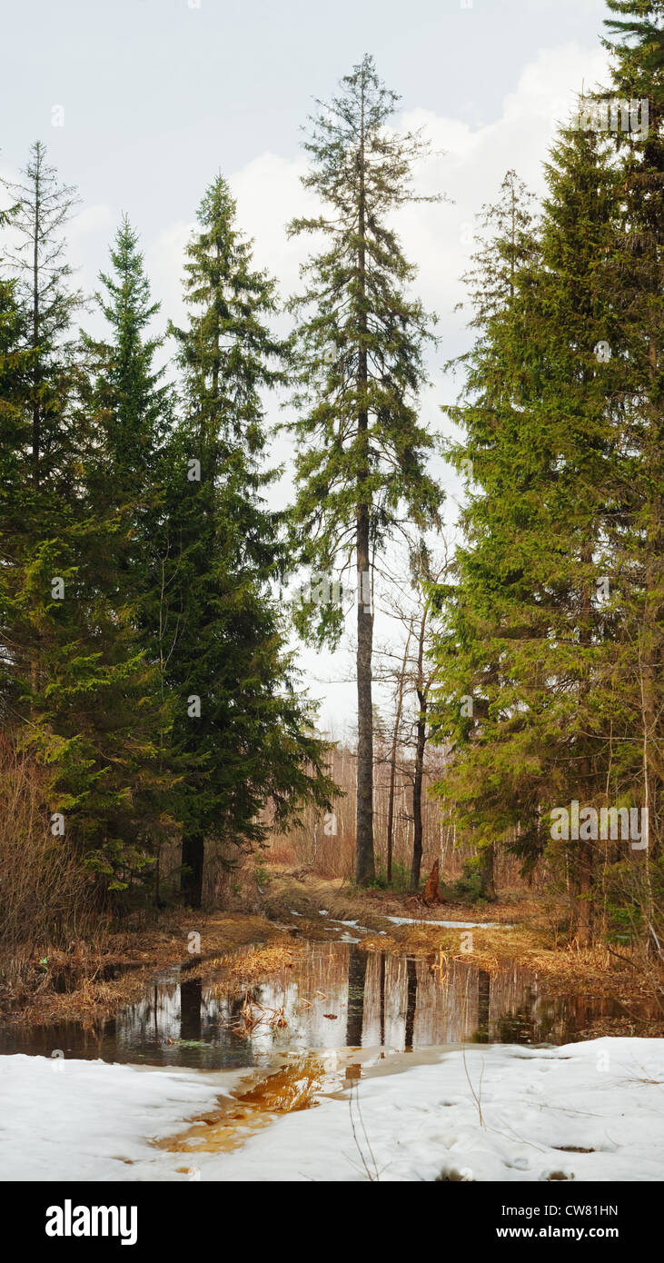 Spring in the coniferous forest Stock Photo - Alamy