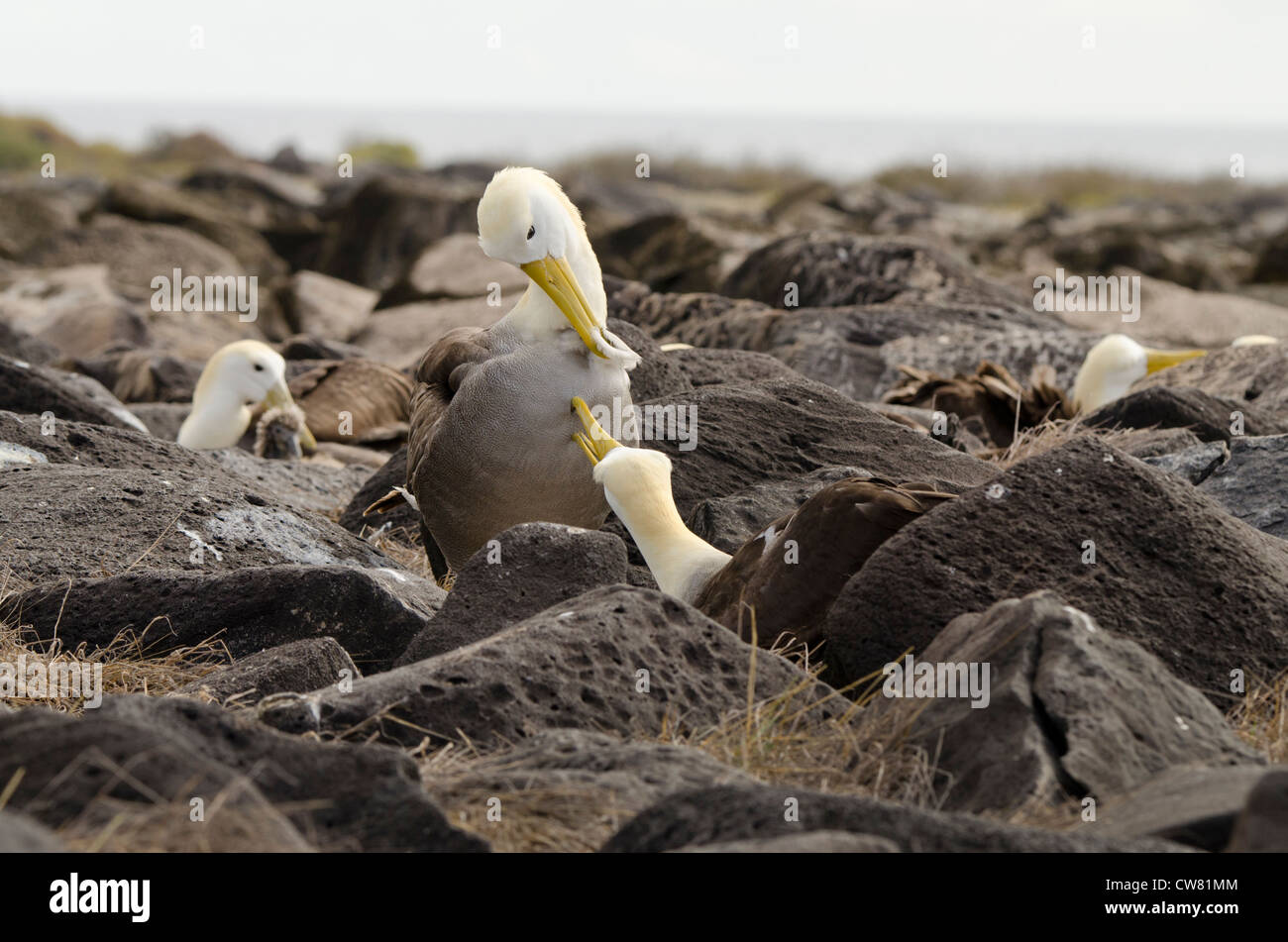 Ecuador, Galapagos, Espanola Island (aka Hood), Punta Suarez. Endemic ...