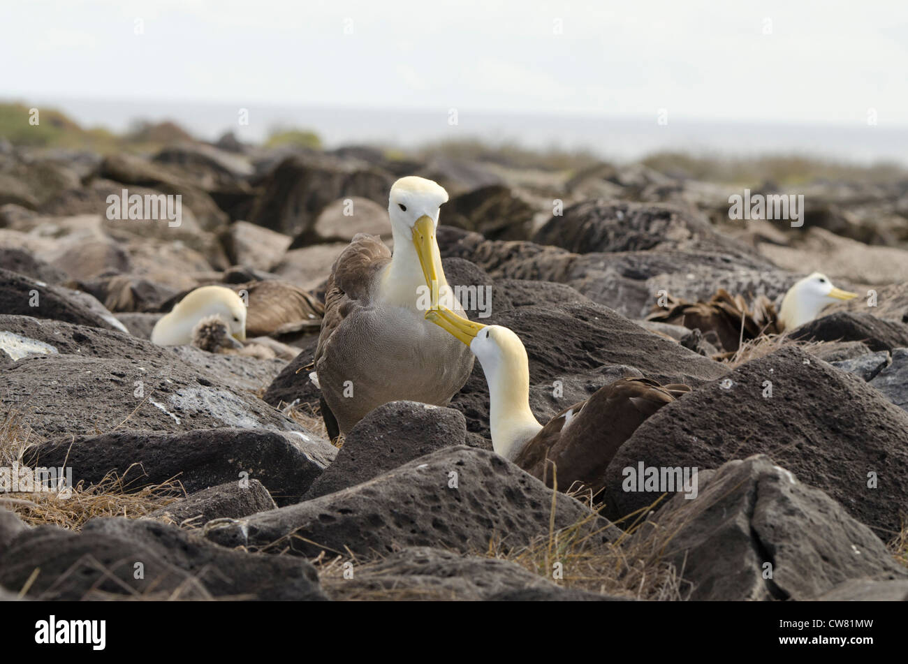 Ecuador, Galapagos, Espanola Island (aka Hood), Punta Suarez. Endemic ...