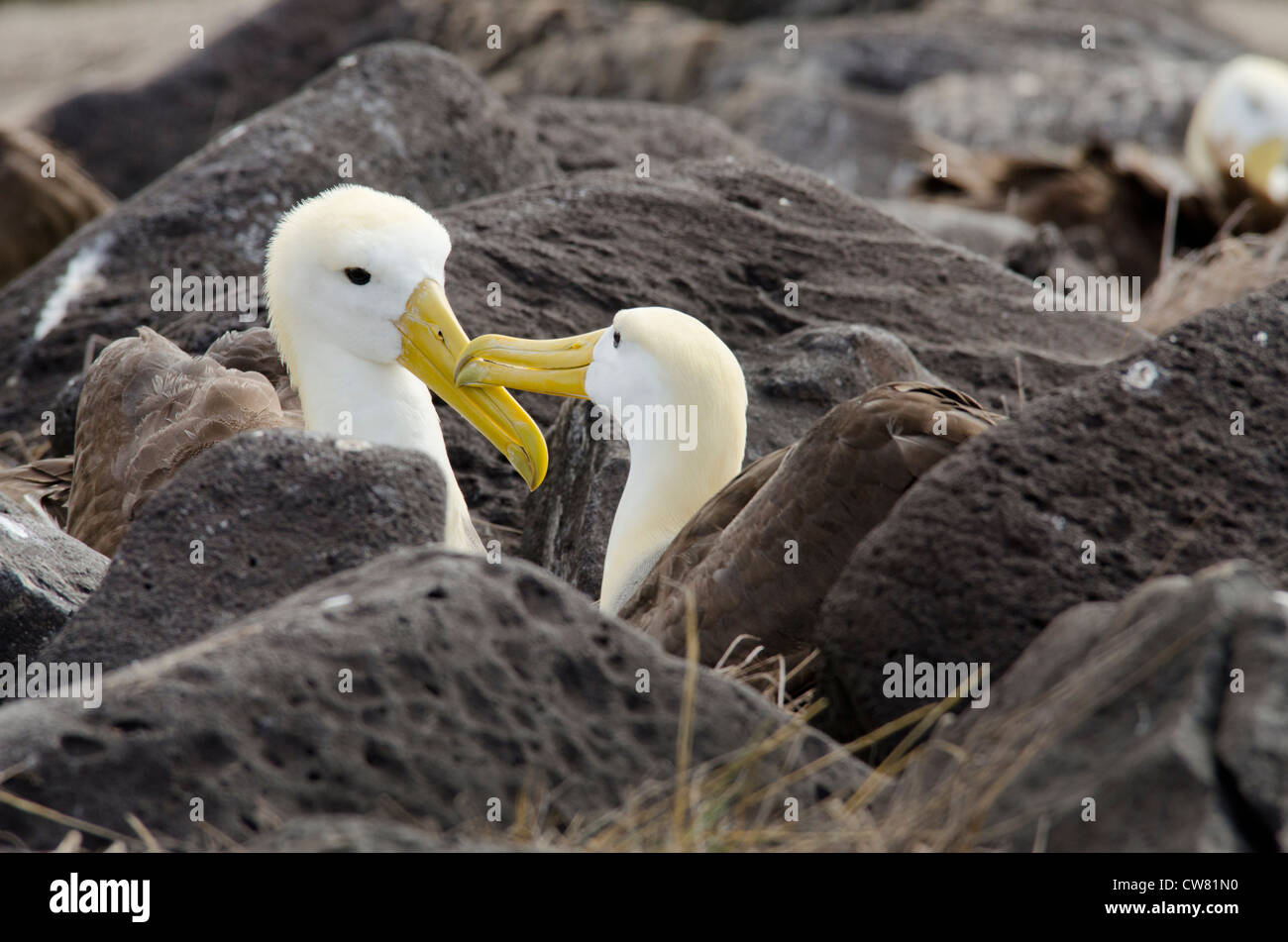 Ecuador, Galapagos, Espanola Island (aka Hood), Punta Suarez. Endemic ...