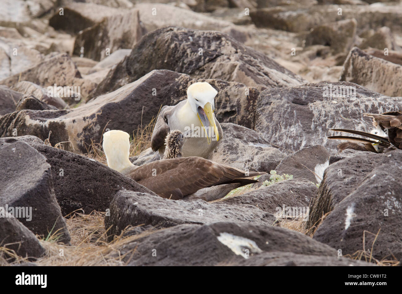 Ecuador, Galapagos, Espanola Island (aka Hood), Punta Suarez. Endemic ...