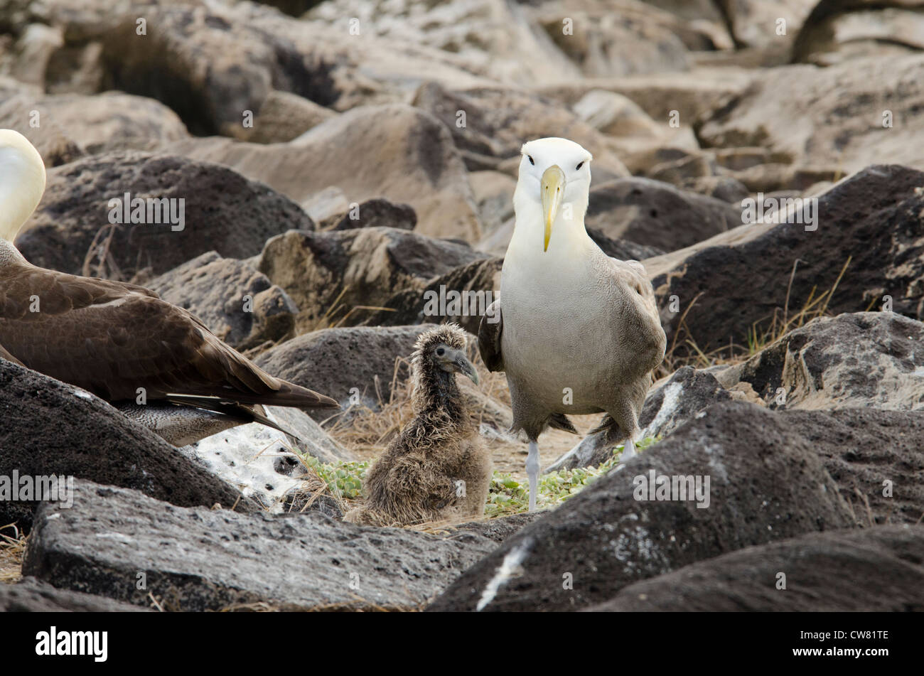 Ecuador, Galapagos, Espanola Island (aka Hood), Punta Suarez. Endemic ...