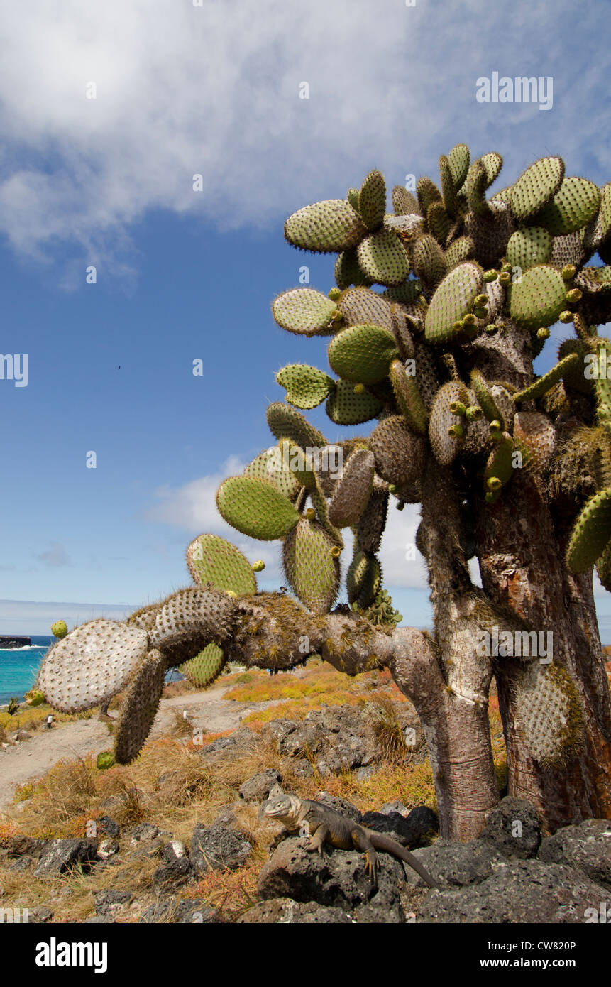 Blue iguana habitat High Resolution Stock Photography and Images - Alamy
