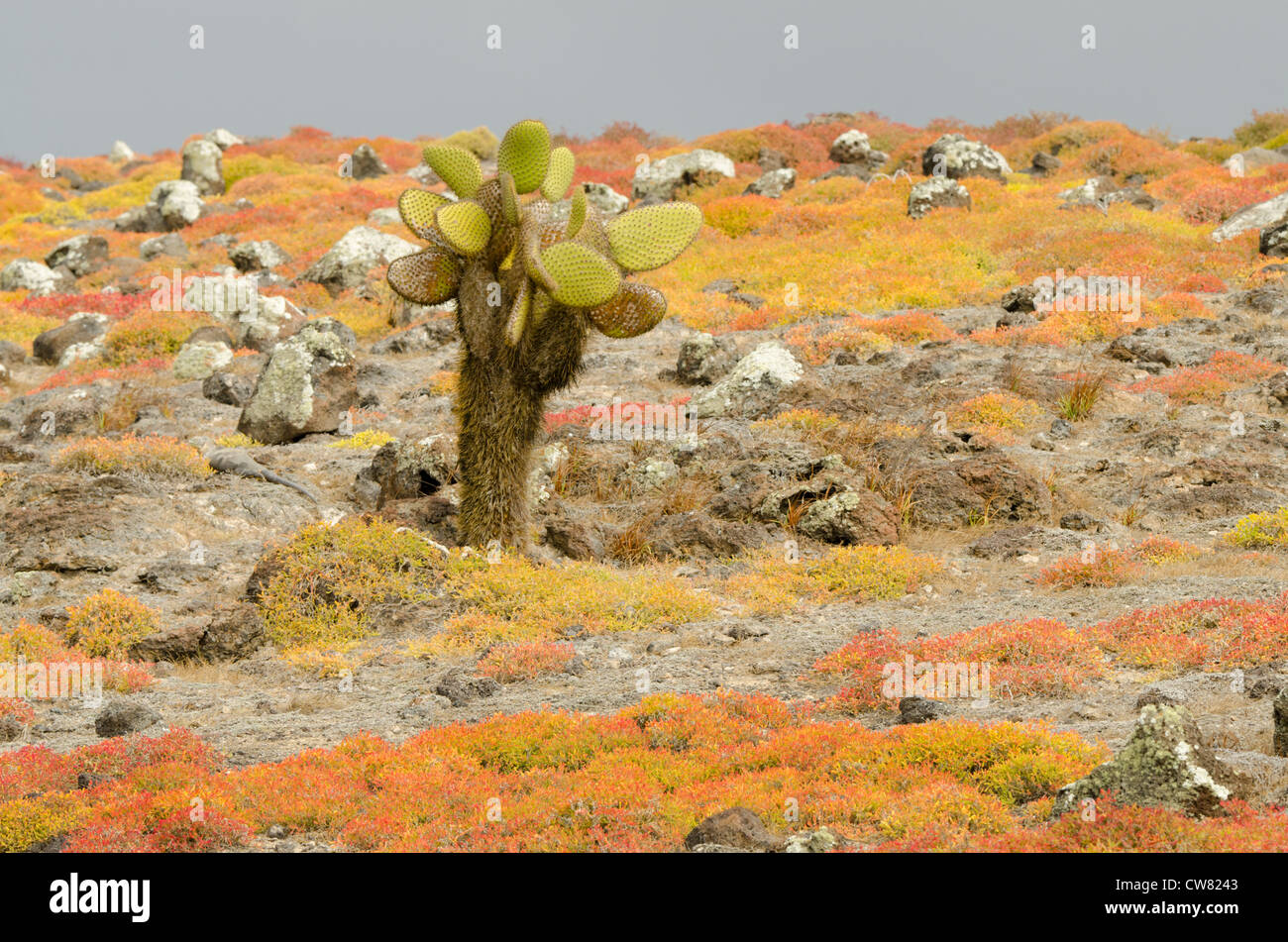 Ecuador, Galapagos, South Plaza Island. Giant Prickly Pear cactus ...