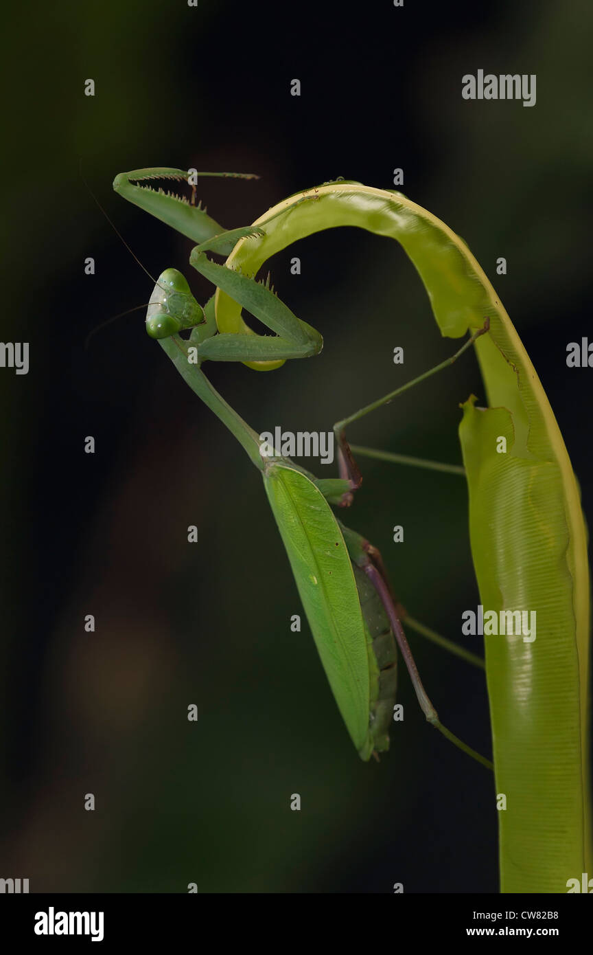 A Giant Asian Mantis waiting for prey Stock Photo - Alamy
