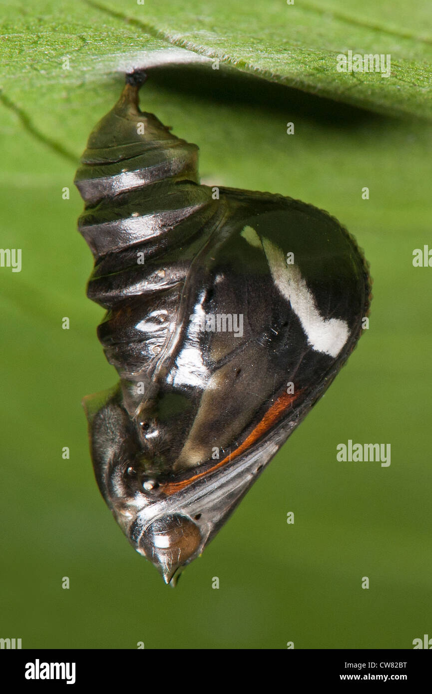 Butterfly Pupae High Resolution Stock Photography and Images - Alamy