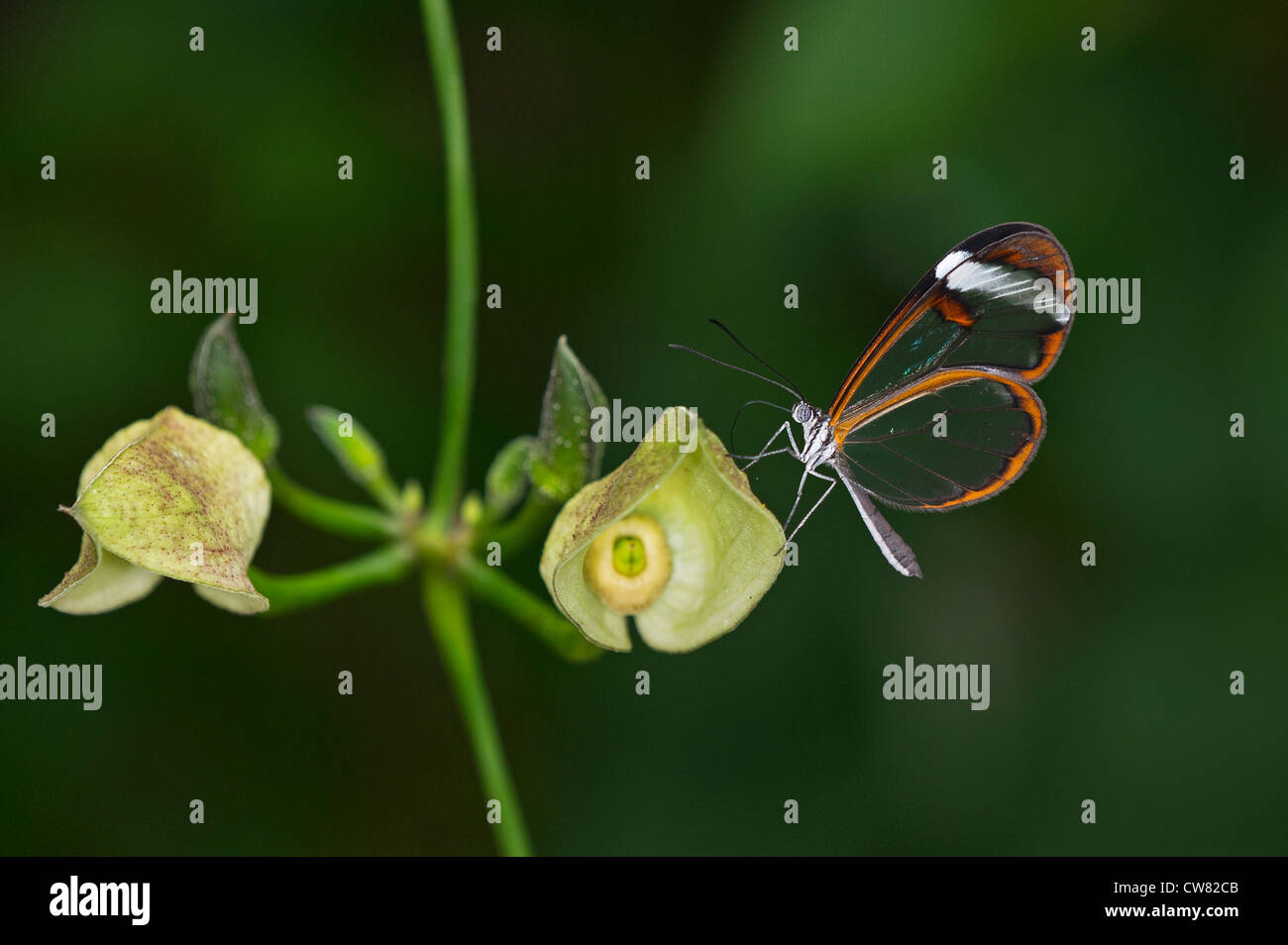 Glasswing Butterfly Stock Photos & Glasswing Butterfly Stock Images - Alamy