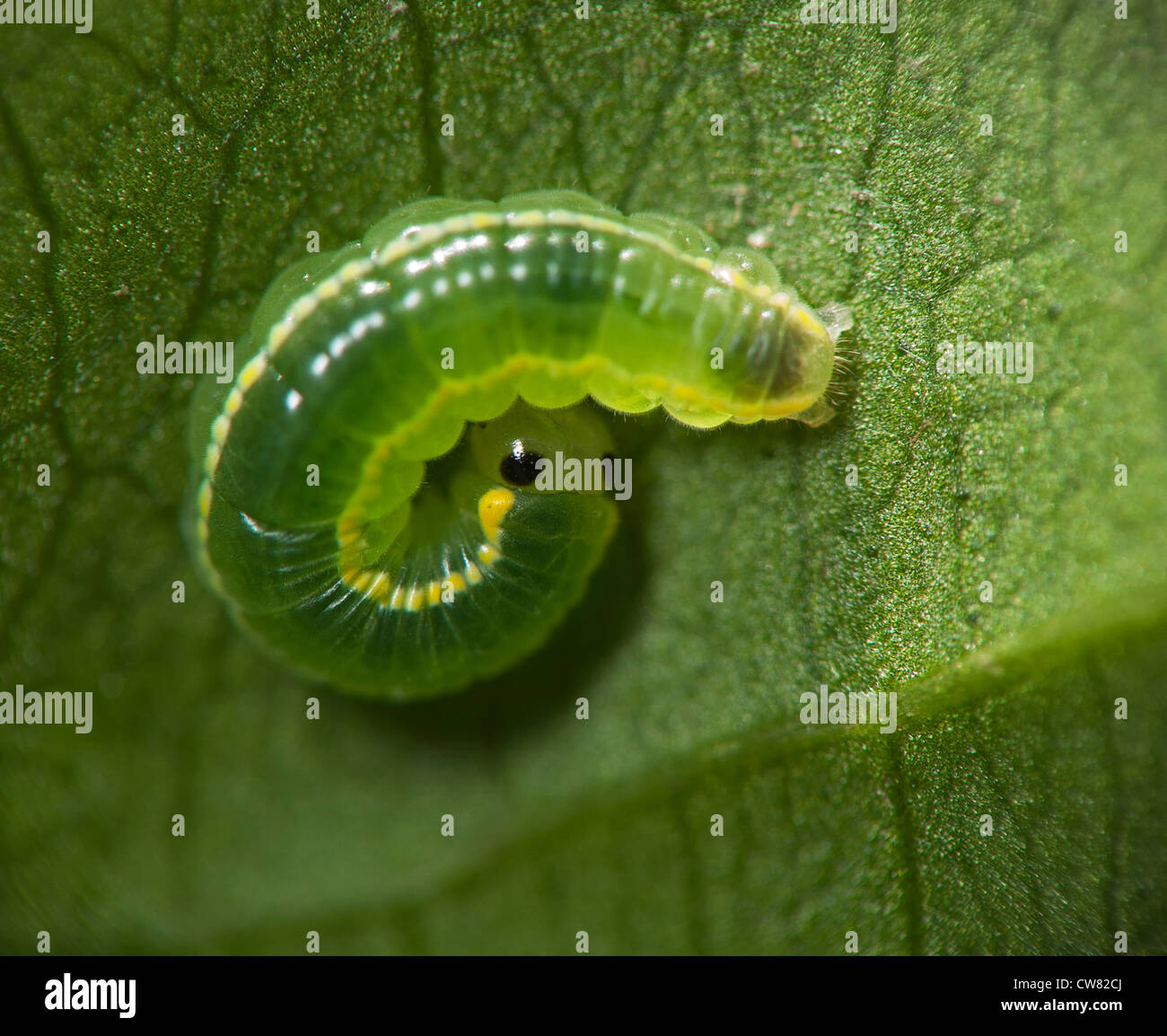 A larva of the Clearwing butterfly Stock Photo - Alamy