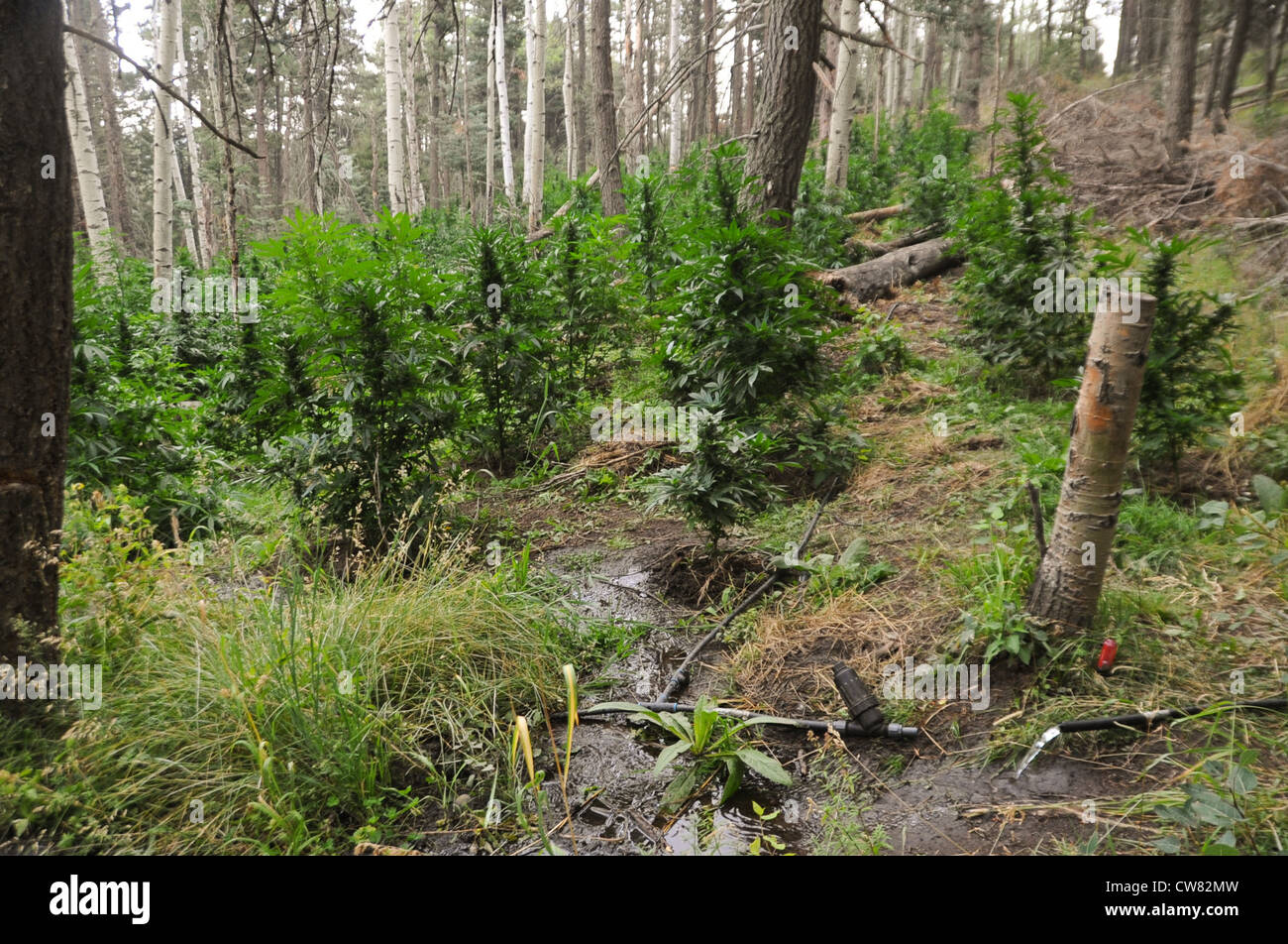 Colo using uh 60 helicopter equipped with hoist nets hi-res stock ...