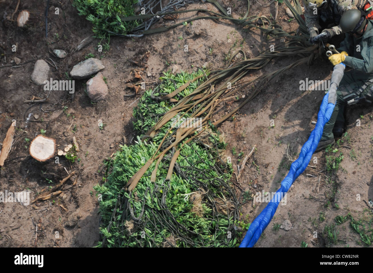 Flypaper plants hi-res stock photography and images - Alamy