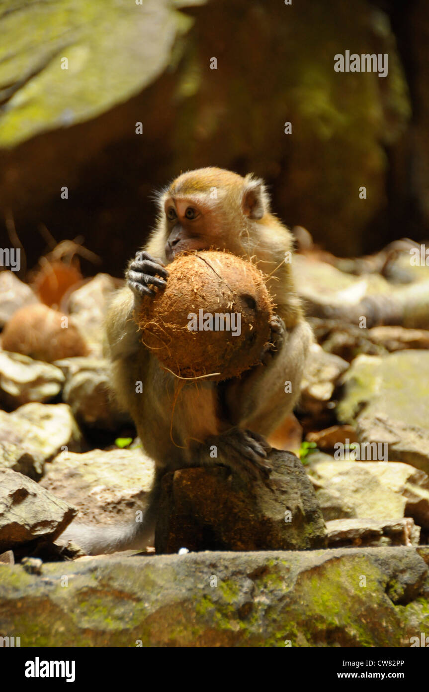 macaque monkey eating coconut, Batu caves, kuala lumpur, malaysia Stock ...
