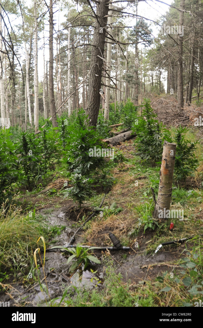 Flypaper plants hi-res stock photography and images - Alamy