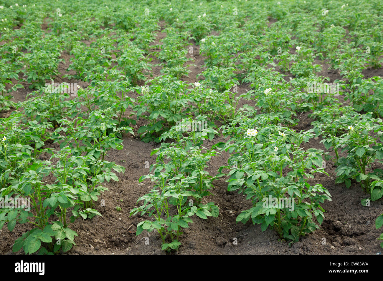 Potato tops in blossom Stock Photo - Alamy