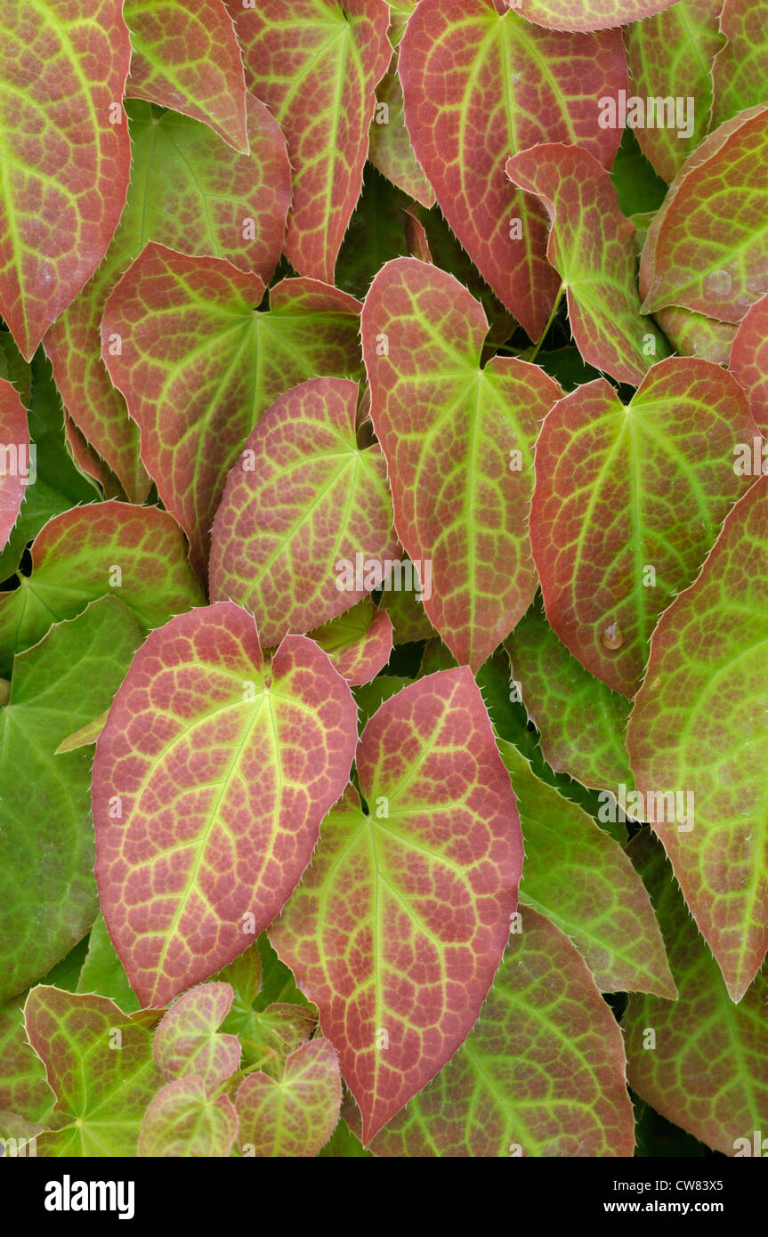 Epimedium hi-res stock photography and images - Alamy