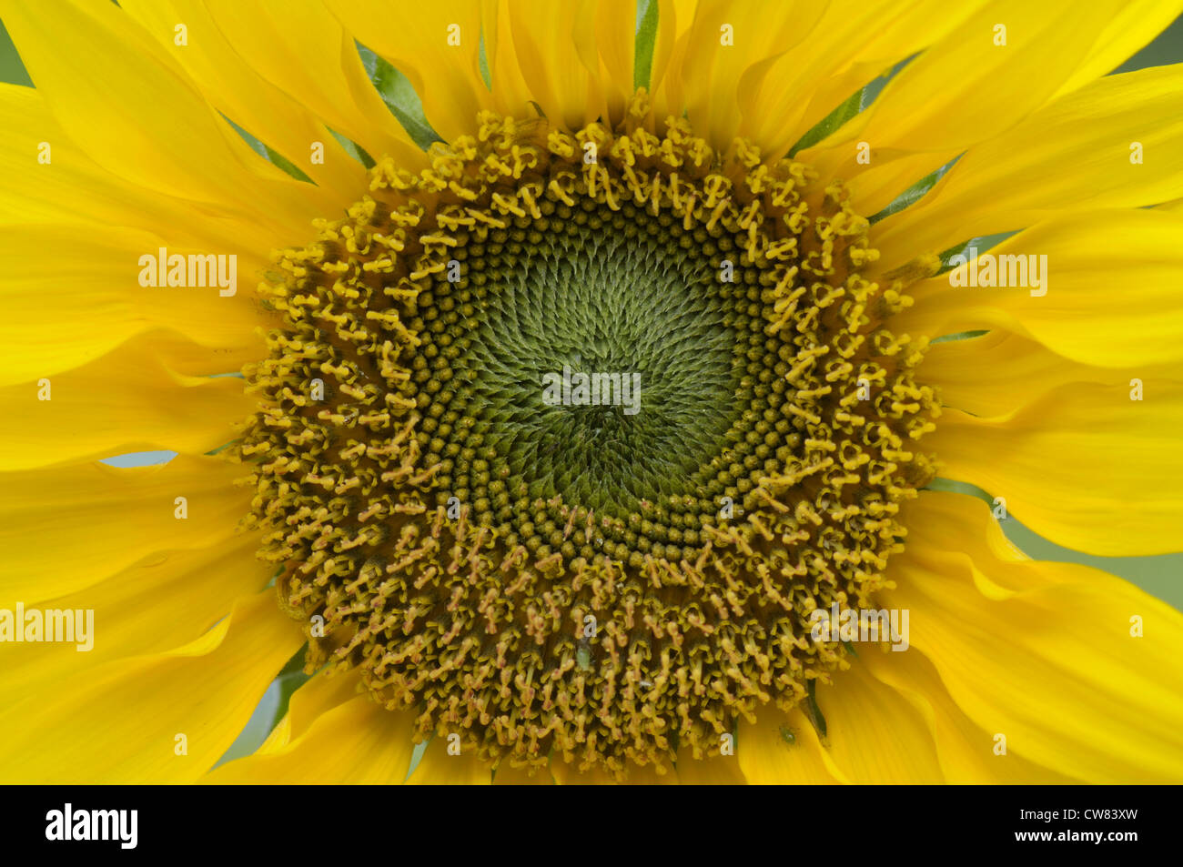 Sunflower: Helianthus annuus Stock Photo - Alamy