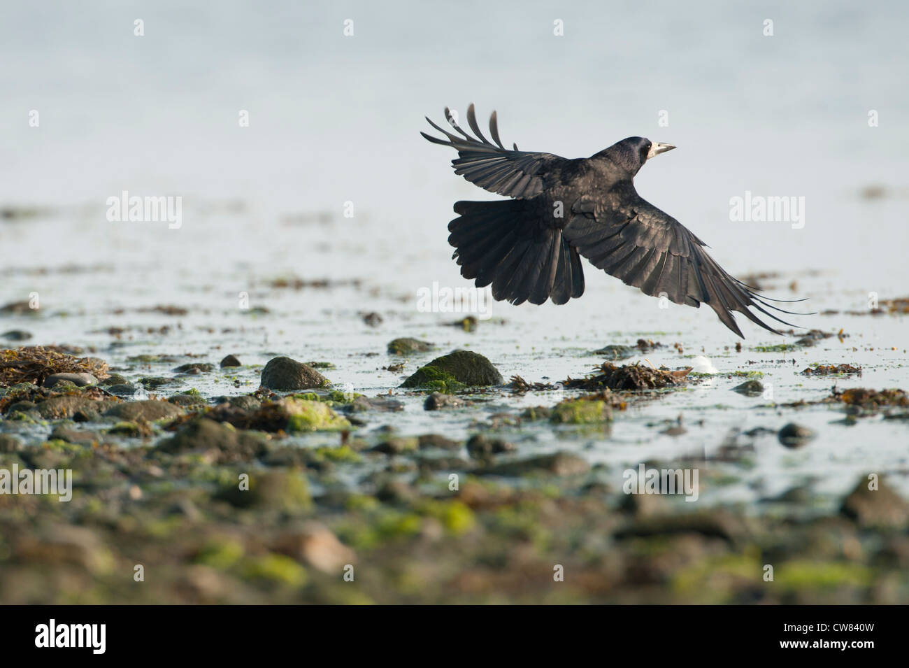 Crow flying hi-res stock photography and images - Alamy