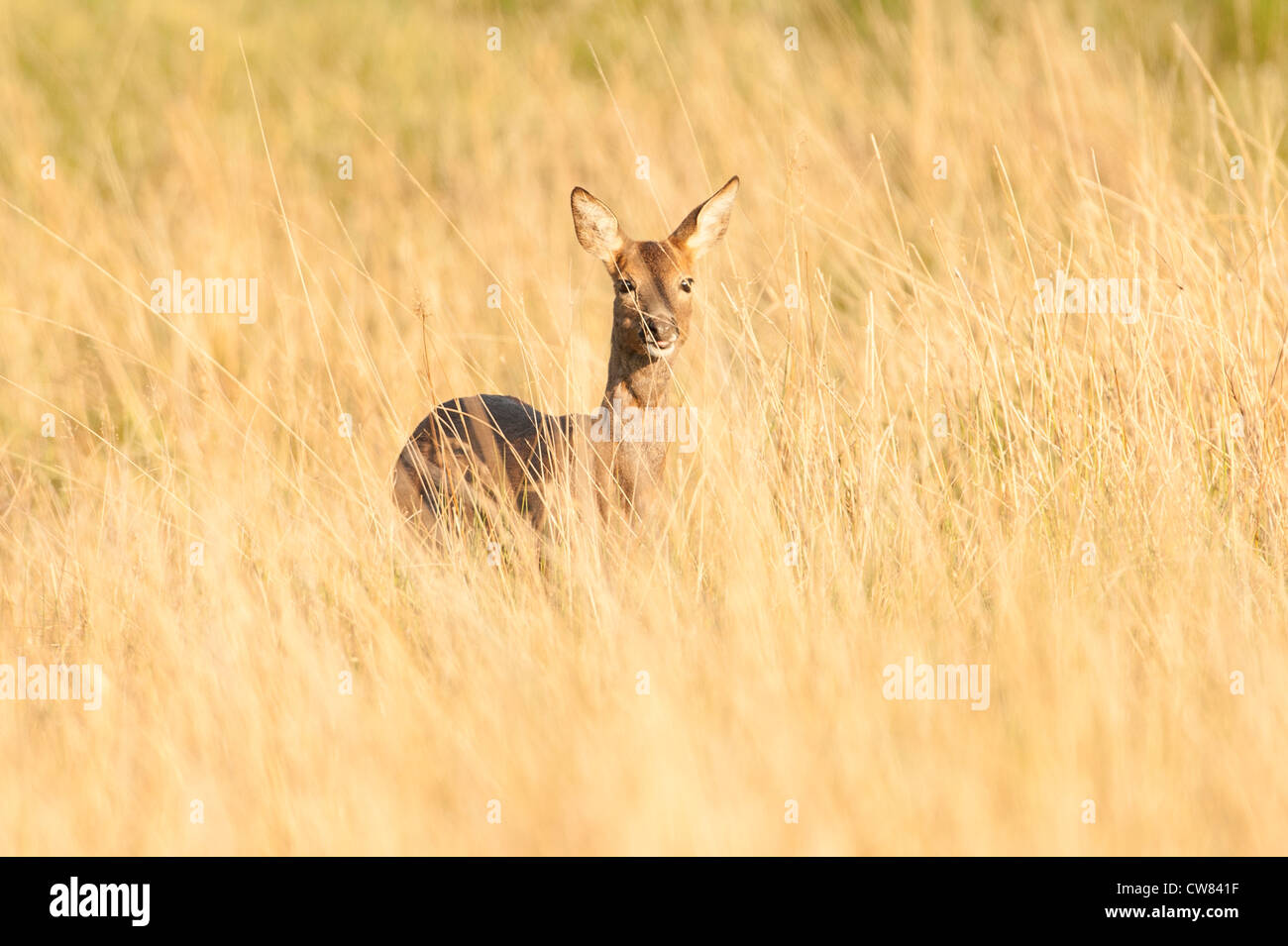 Female Roe Deer standing on farmland in Dumfries & Galloway in Scotland ...