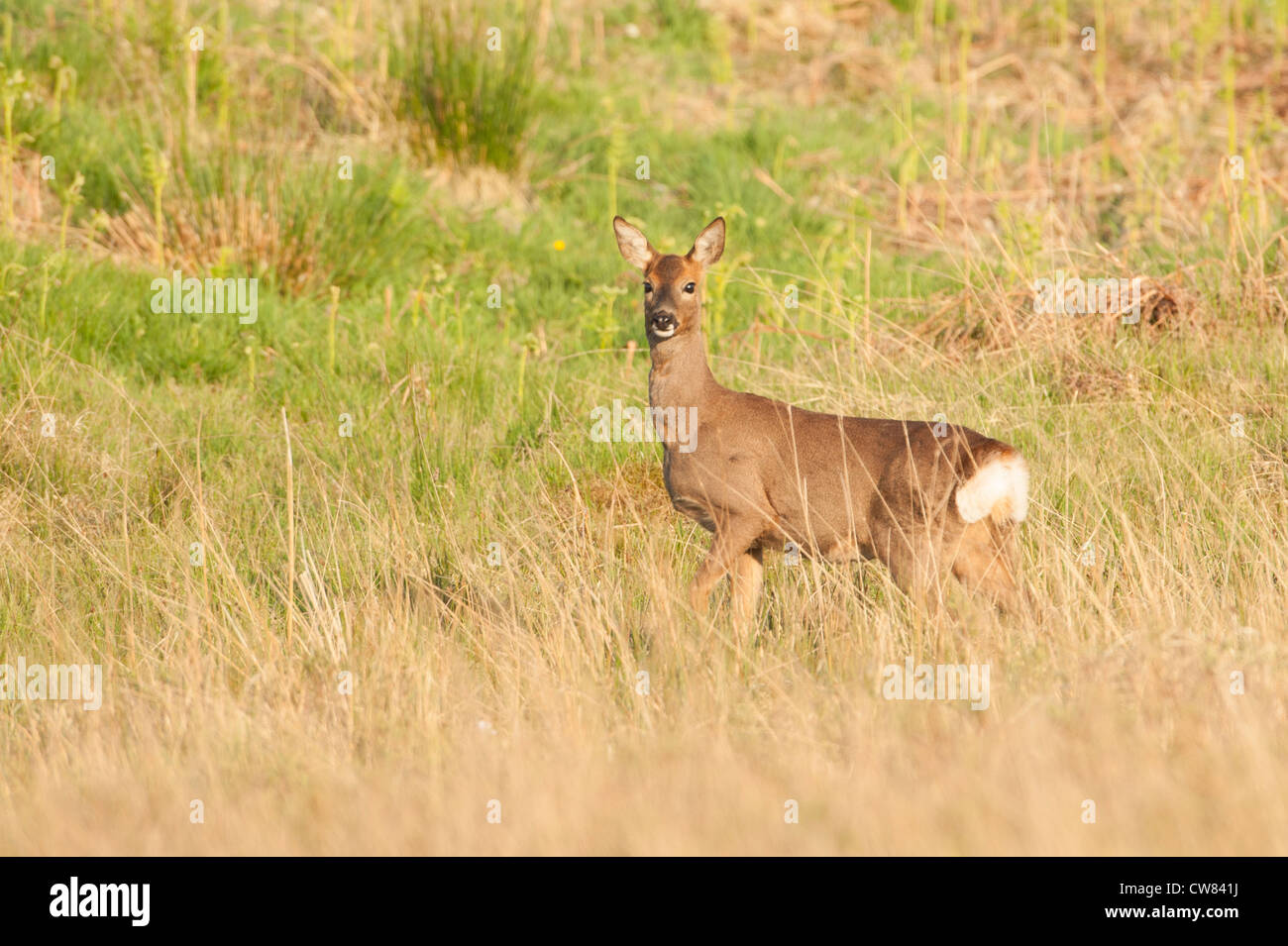 Scotland roe deer doe hi-res stock photography and images - Alamy